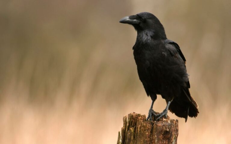 The Spiritual Meaning Of The Raven