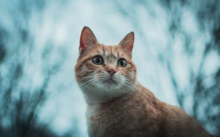 The Symbolism And Spiritual Meaning Of Cat