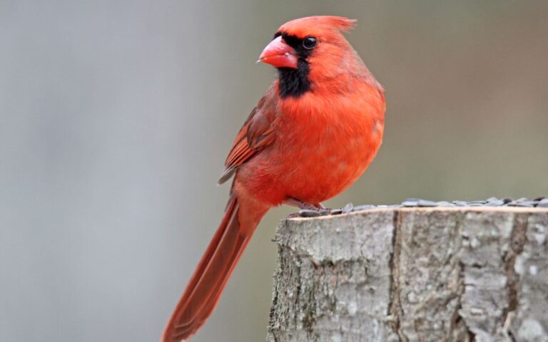 Spiritual Meaning Of The Red Cardinal Bird — A Sign Of Love, Passion ...