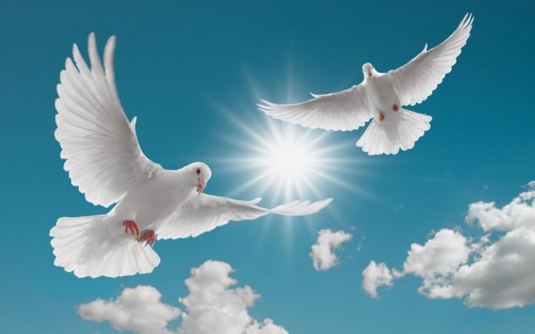 Spiritual Meaning Of Doves: A Symbol Of Peace, Love, And Hope